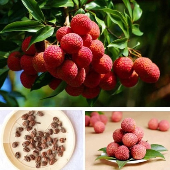 Lychee | Other | Pcs Lychee Tree Seeds Outdoor Fruit Tree Seeds For ...
